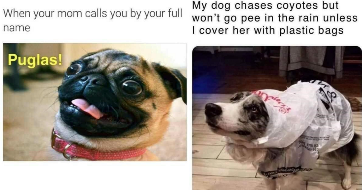 Massive Doggo Meme Dump To Help Bridge The Gap Between Work Week And ...