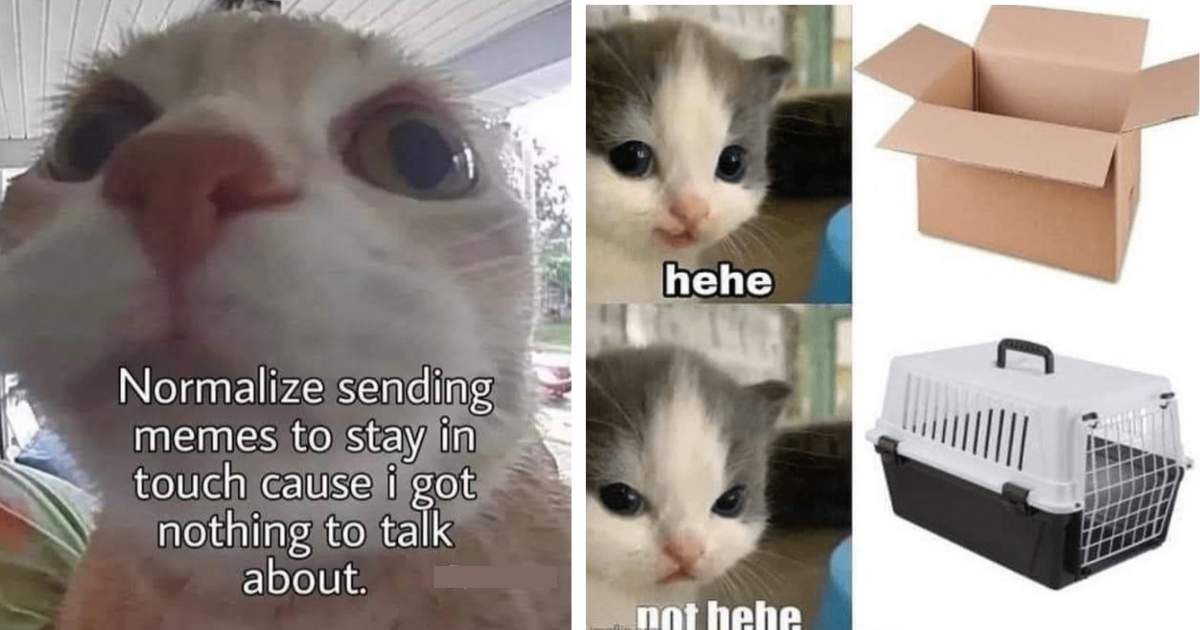 Friday Funnies: Jolly Cat Memes To Get You Through The Last Work Day Of ...