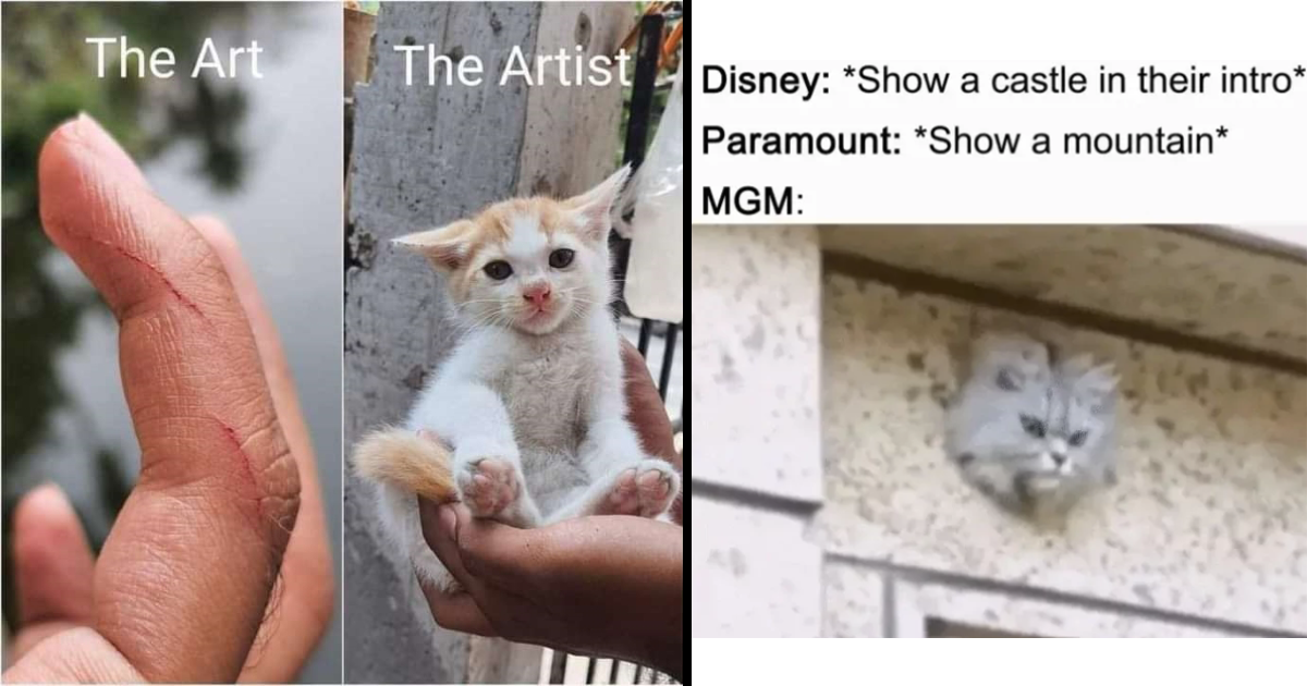 A Herd of Cat Memes for the Feline Inclined - Memebase - Funny Memes