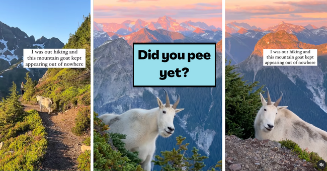 Animal Comedy - mountain goat - Animal Comedy - Animal Comedy, funny ...