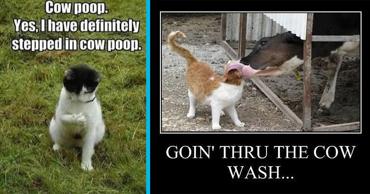 I Can Has Cheezburger? - barn animals - Funny Animals Online - Cheezburger