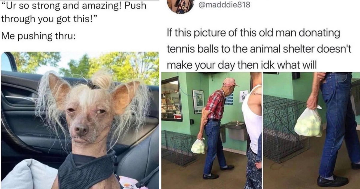 Let's Spread Some Pawsitivity With These Super Duper Doggo Memes ...