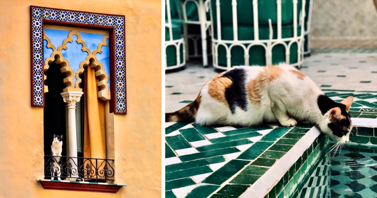 Cats Are An Inherent Part Of Moroccan Culture: Pictures Of Cats in ...