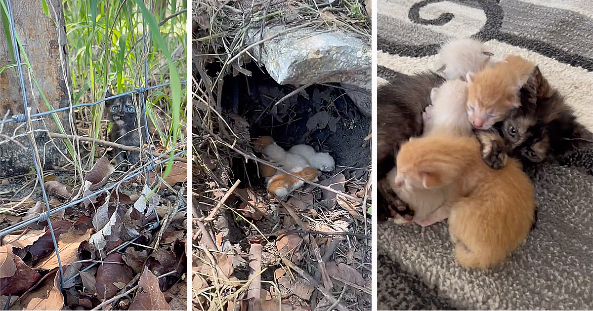 I Can Has Cheezburger? - saved-kittens - Funny Animals Online - Cheezburger