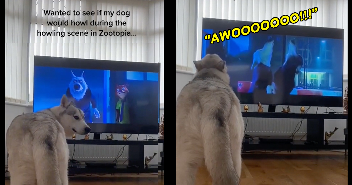 'Quit it, you're gonna start a howl!': Huskies awoo along to the ...
