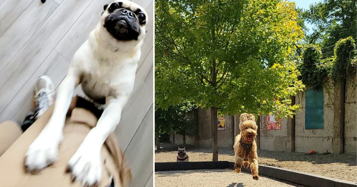 Weekly Dose Of Doggo Delight: Doggos Do Cartwheels When They Hear The ...