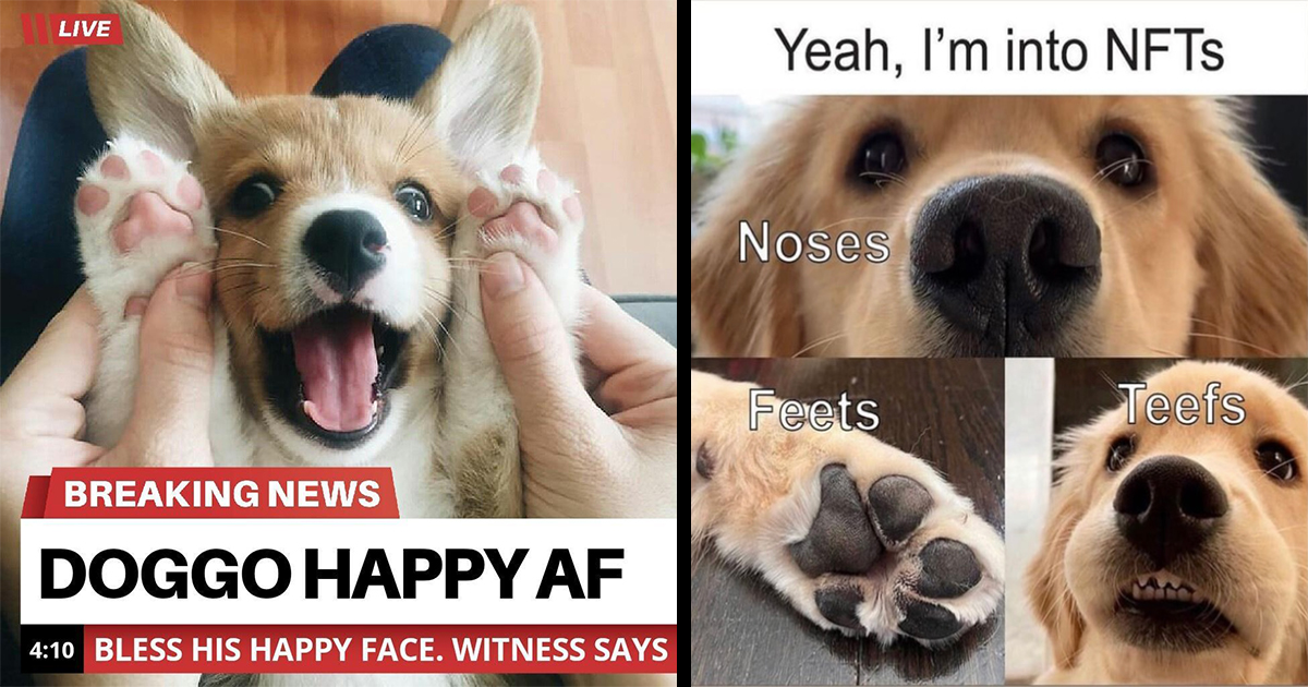 Delightful Dog Memes & Cute Pics of Perfect Puppers - Animal Comedy ...