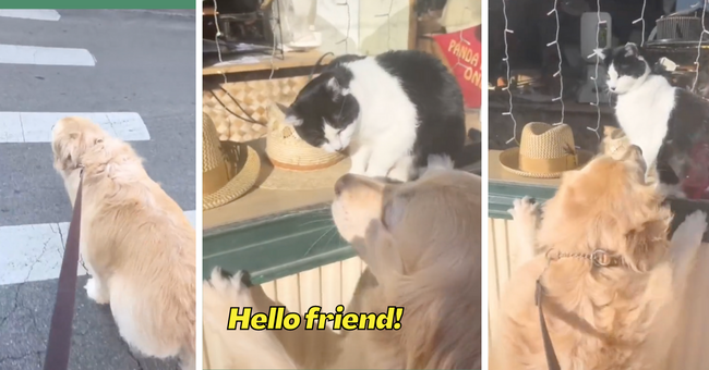 Animal Comedy - Funny Cat Video - Animal Comedy - Animal Comedy, funny ...