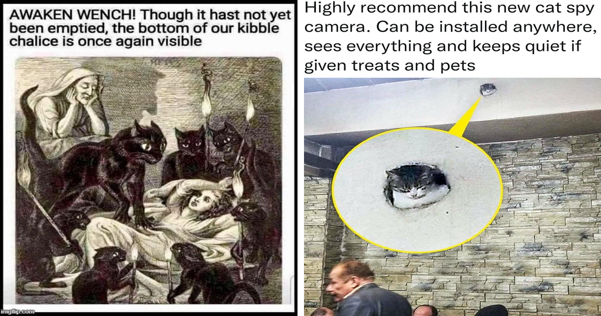 A Smol But Meowrific Selection Of Cat Memes To Quietly Snort At During ...