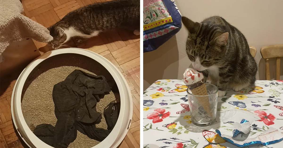 Just A Collection Of 16 Funny A-Hole Cats Being Their A-Hole Selves - I ...