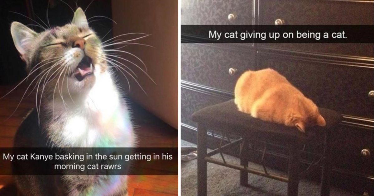 Huge Feline Meme Dump To Encapsulate All The Feline Goodness Cats Have ...
