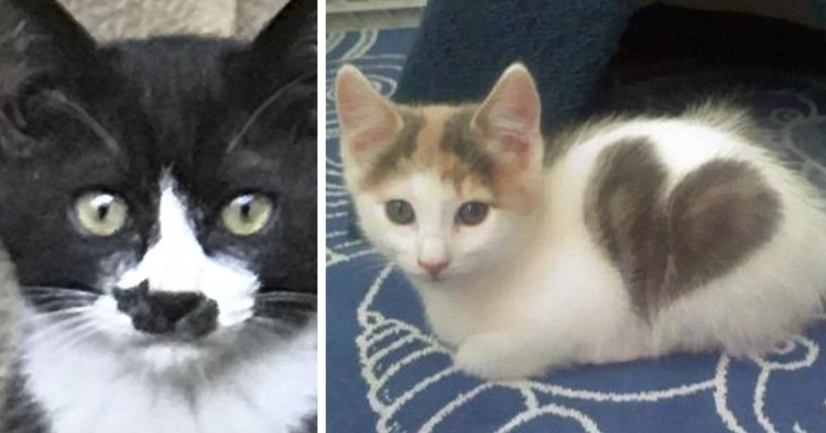 Cats With Beauty Spots And Unique Markings (19 Images) - I Can Has ...