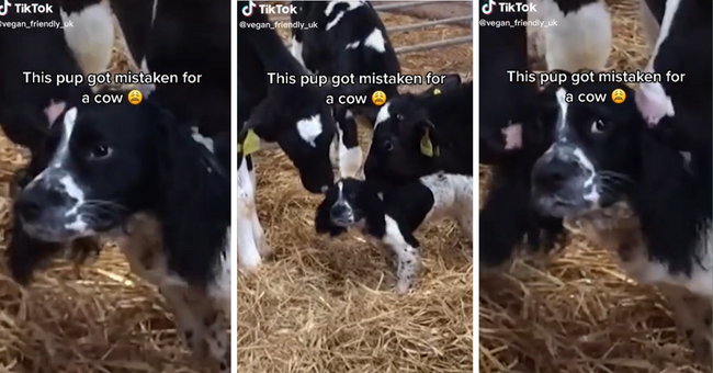 'Guess I'm a cow now': Pawdorable Dog Gets Mistaken for a Cow, Enjoys a ...