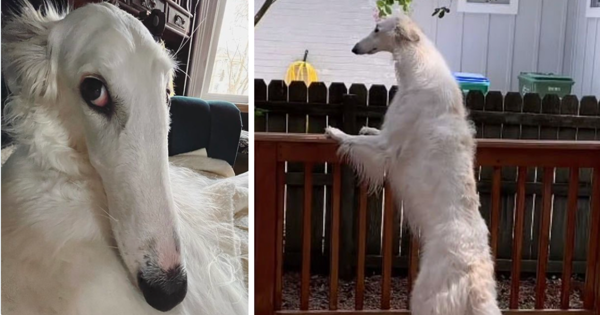 Animal Comedy - dog breed - Animal Comedy - Animal Comedy, funny ...