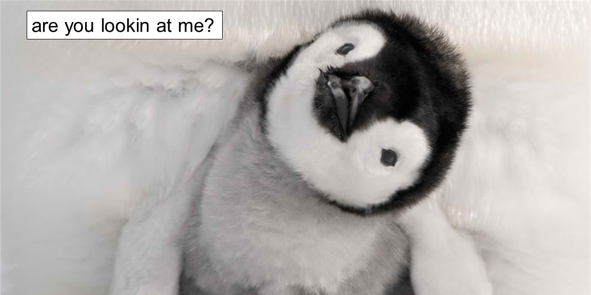 8 Times Penguins Proved to Be the Cutest Aquatic Birds - Animal Comedy ...