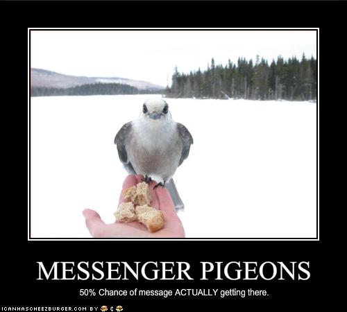 MESSENGER PIGEONS - Cheezburger - Funny Memes | Funny Pictures