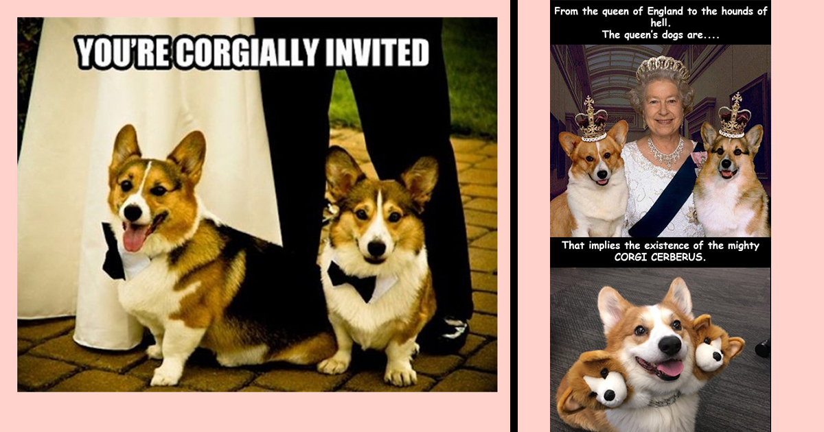 Wholesome Royal Corgi Memes, for They Truly Are the Dog Breed That is ...