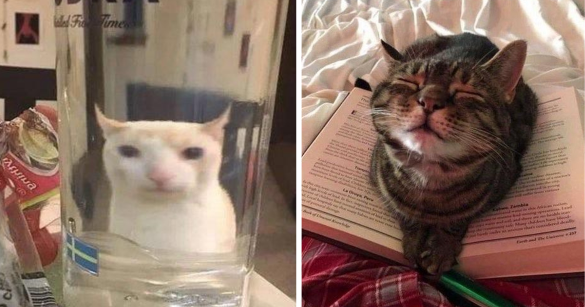 Life Would Be Boring Without Cats: The Purrfect Evidence To Prove It ...