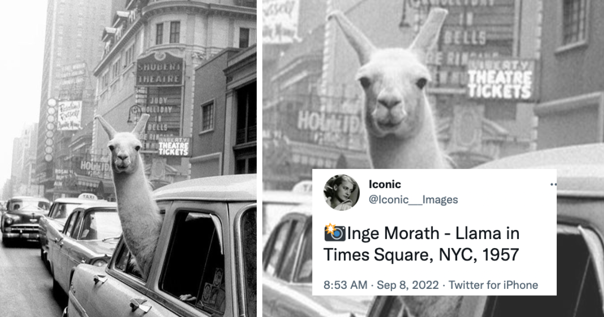 Weekly Treat: Funniest And Overall Best Animal Tweets Of The Week ...