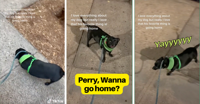 ‘Wanna Go Home?’: Little Doggo’s Absolute Favorite Part of Going for a ...