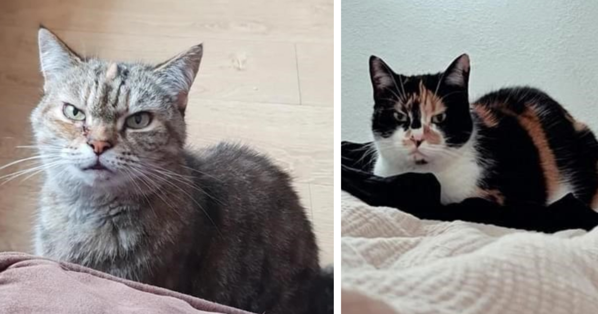 If You Know Cats, You Know There's Always Something That They're Not ...