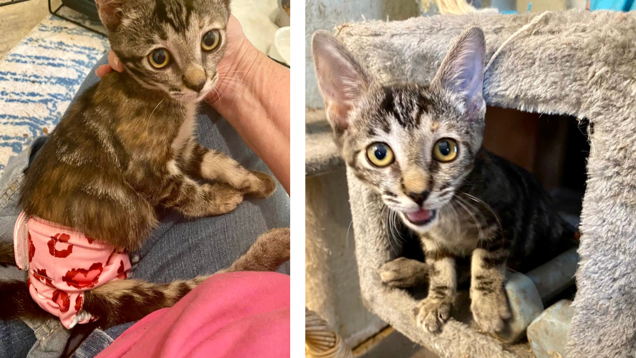 Paralyzed Kitten Found On A Bridge Finds A Furrever Home After ...