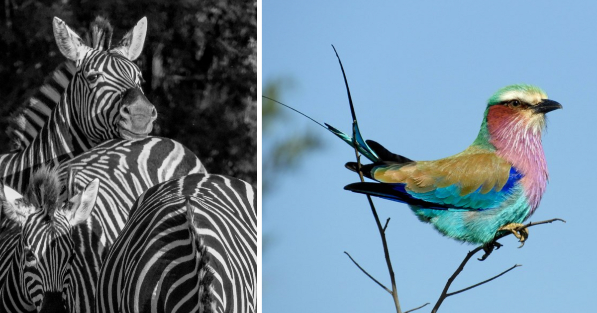 Mesmerising Photos Of Wild Life And Nature Straight From South Africa ...