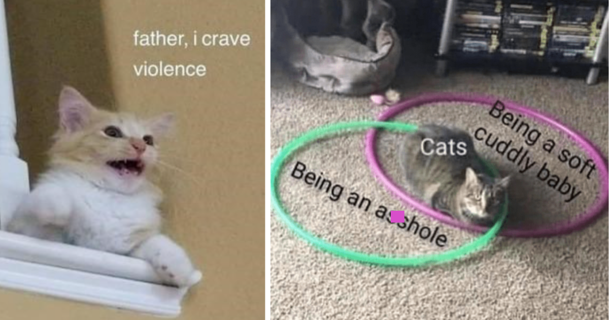Absolutely Ridiculous But Relatable Cat Memes To Send To Fellow Feline ...