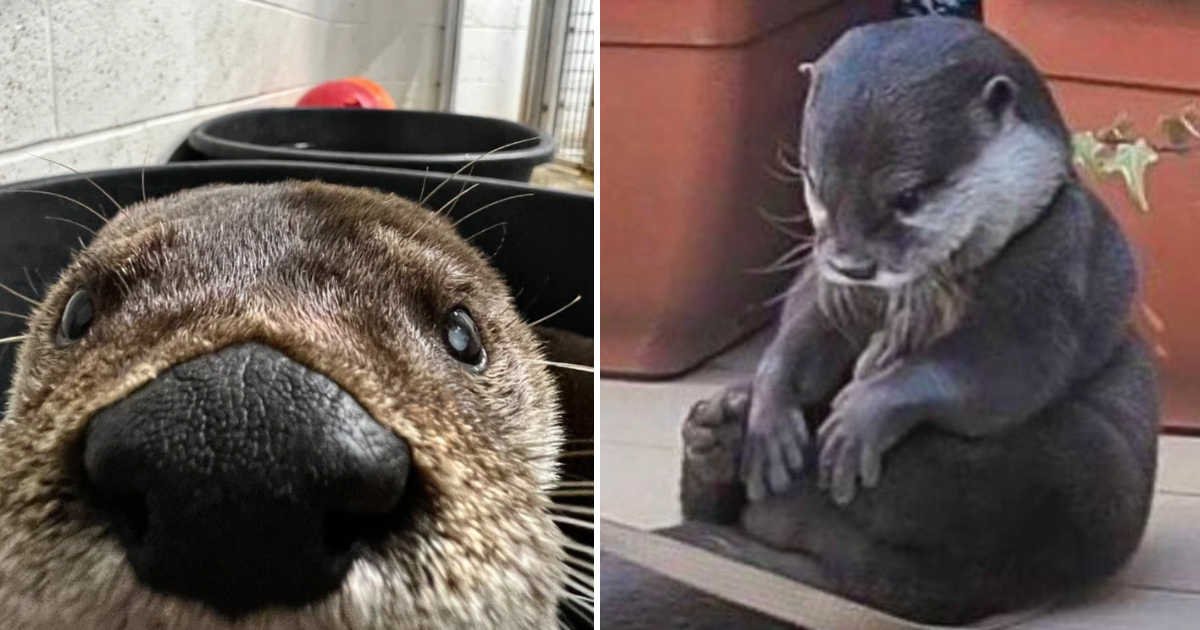 12 Adorable Otters Whose Cuteness Is Otter This World - Animal Comedy ...