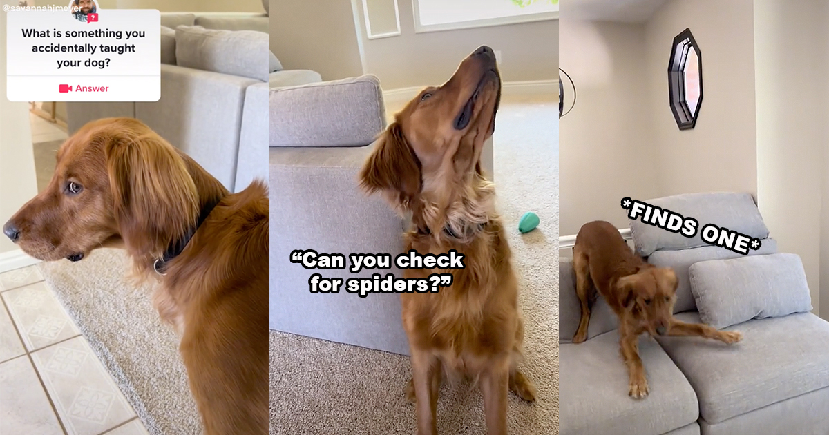 'What is something you accidentally taught your dog?': Dog pawrents ...