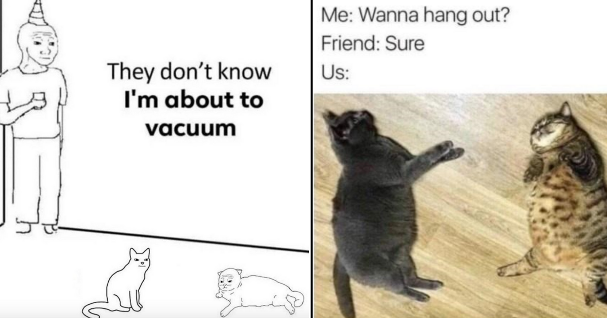 Sunday Funday Cat Memes For Feline-Loving Hoomans (17 Images) | Lolcats ...