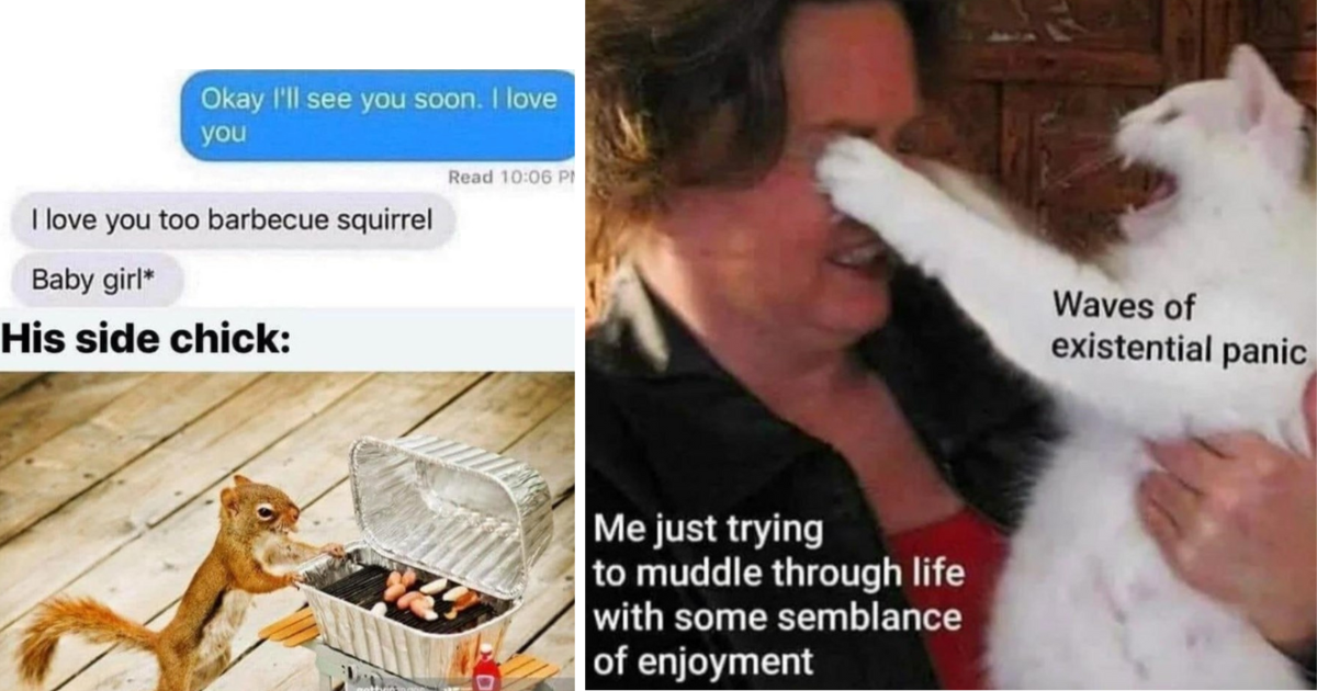 20 Chaotic Animal Memes For Those Feeling A Little Fiesty - Animal ...