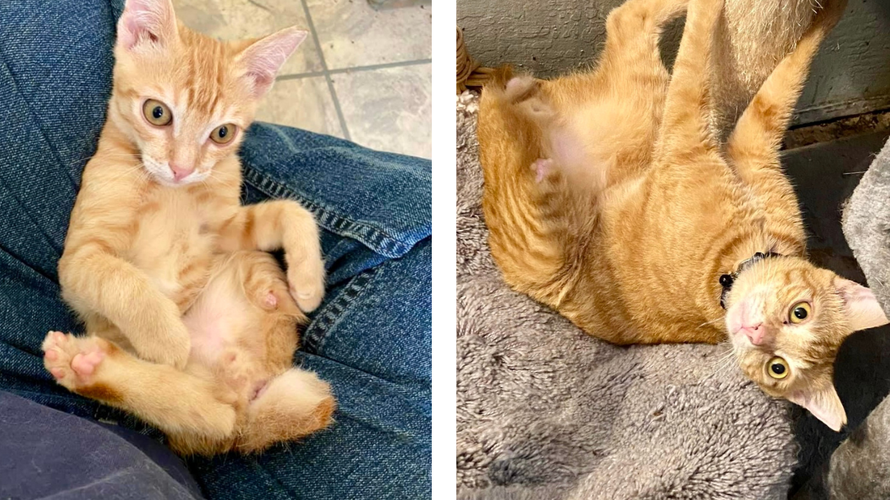 Cat Gets Leg Chewed Off By A Mongoose, Now Has Plans To Walk Again ...