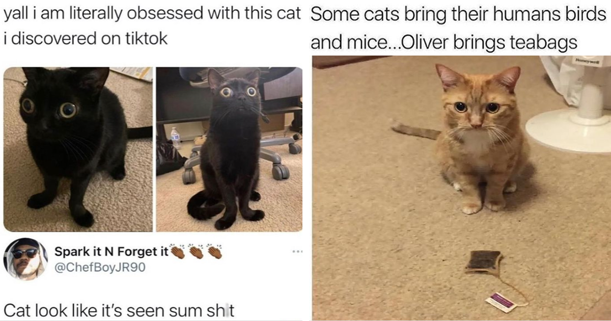 Take A Break From Working And Snort At These Funny Cat Memes - I Can ...