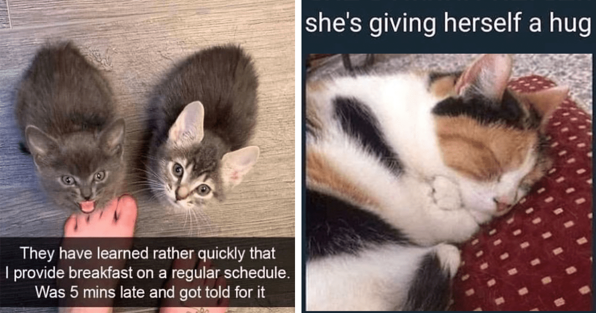 Halfway To Caturday: Purrfectly Funny Cat Memes And Tweets (September 21, 2022) - I Can Has ...