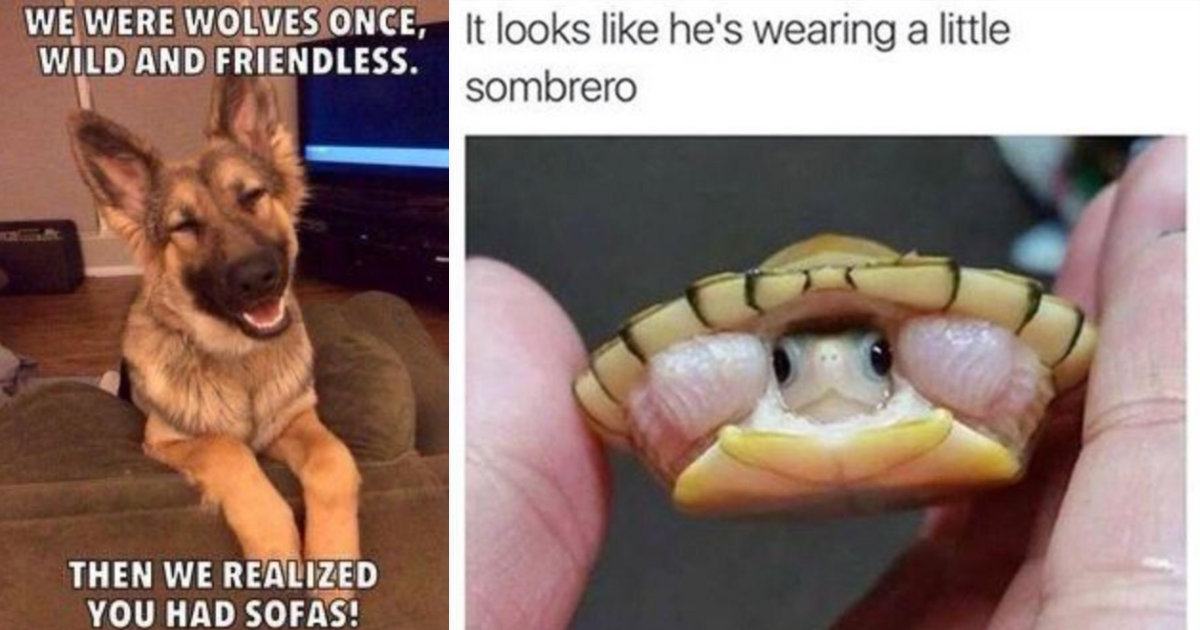 36 Funny Domesticated Pet Memes To Giggle And Relate To - Animal Comedy ...