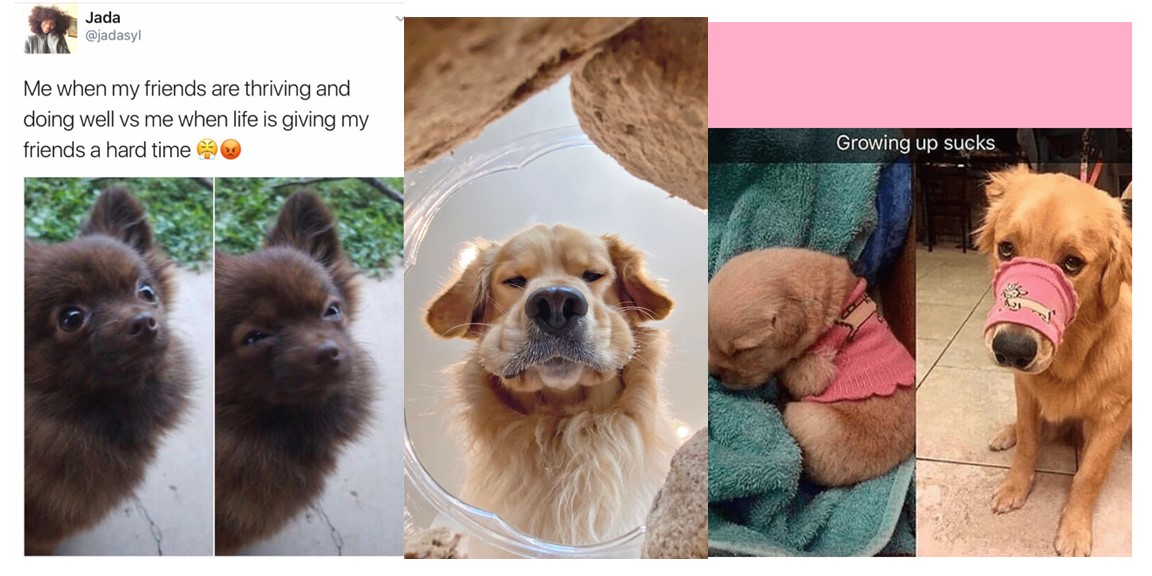 14 Hot Doggy Dog Memes To Enjoy Alongside A Loaded Hot Dog With Extra ...