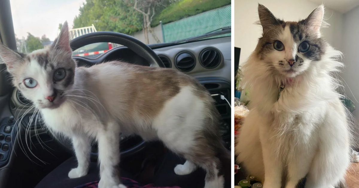 Power Of Love: 16 Before And After Photos Of Adopted Kitty Cats ...