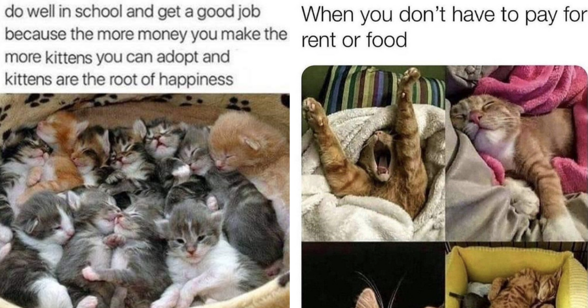 32 Humbling Cat Memes To Get You Over The Hump - I Can Has Cheezburger?