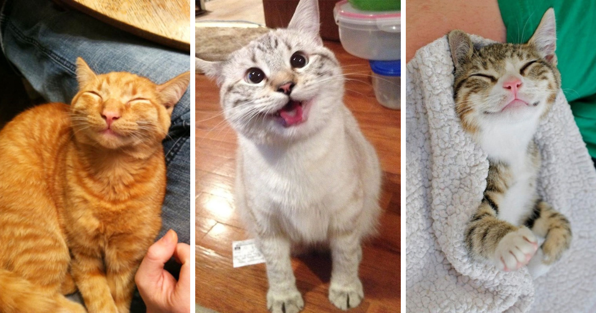 15 Smiling Cats: Happy Felines Caught On Camera Thinking About Tuna ...