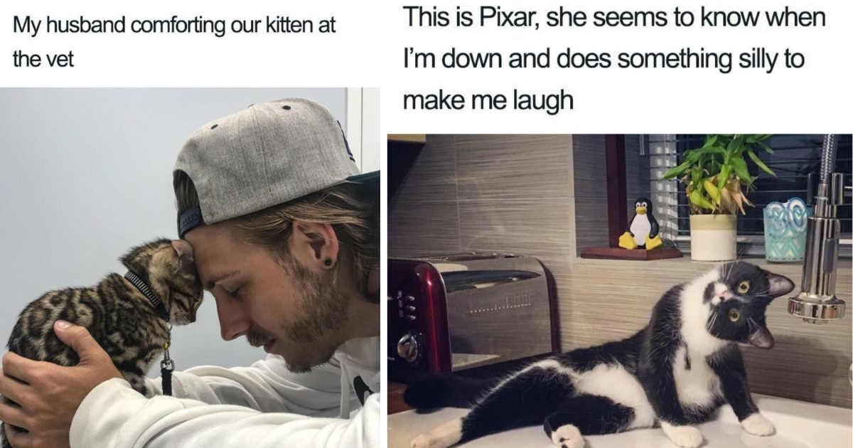 Cat Memes That Capture All The Perks Of Being A Cat Owner (41 Images ...