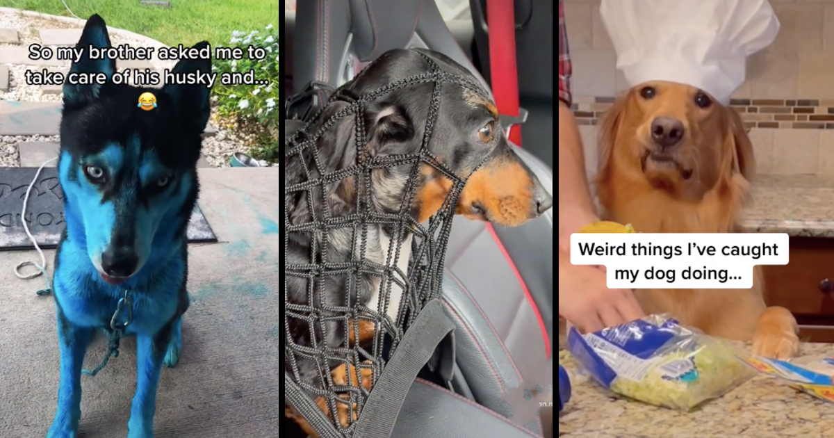 Wholesome Dog Videos for Anyone Who's Had a Ruff Week (September 23 ...