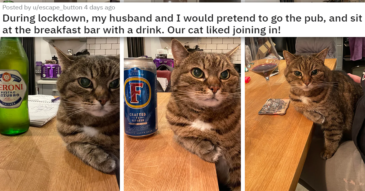 Time To Take In The Weekly Dose Of Cute Cats (#201) - I Can Has ...