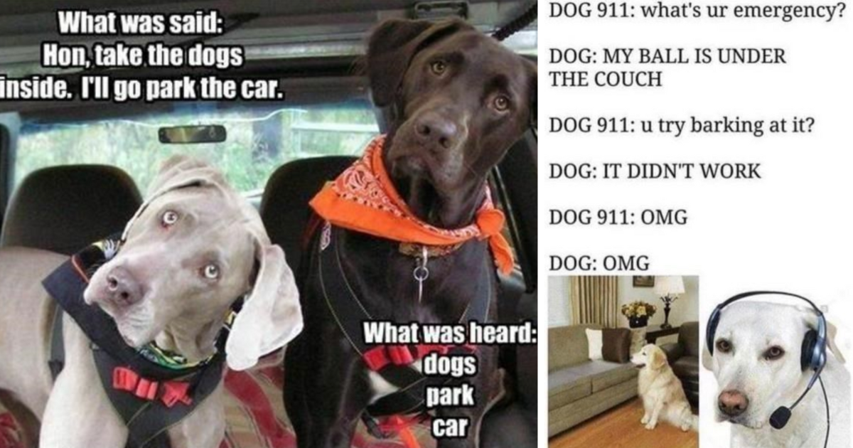 26 Doggo Memes To Celebrate Our Goodest Boys And Girls - Animal Comedy ...