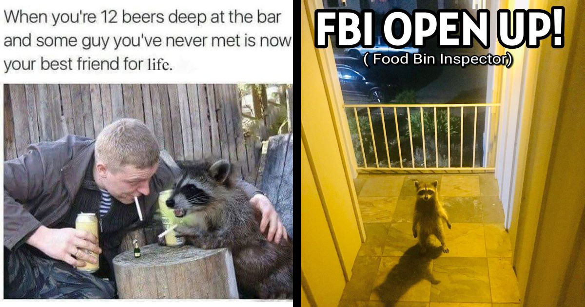 Raccoon Meme Excellent