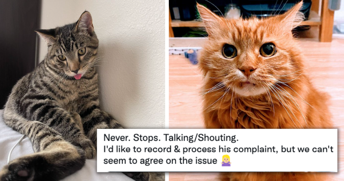 22 Chitty Chatty Cats That Have A Lot To Say - I Can Has Cheezburger?