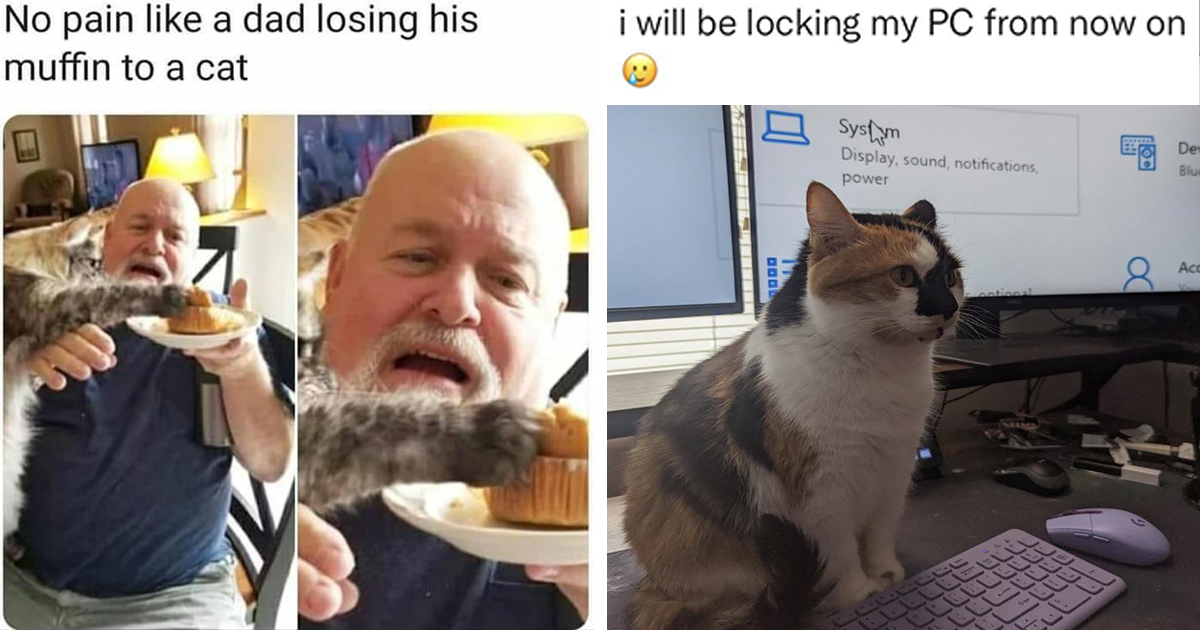 Halfway To Caturday: Purrfectly Funny Cat Memes And Tweets - I Can Has Cheezburger?