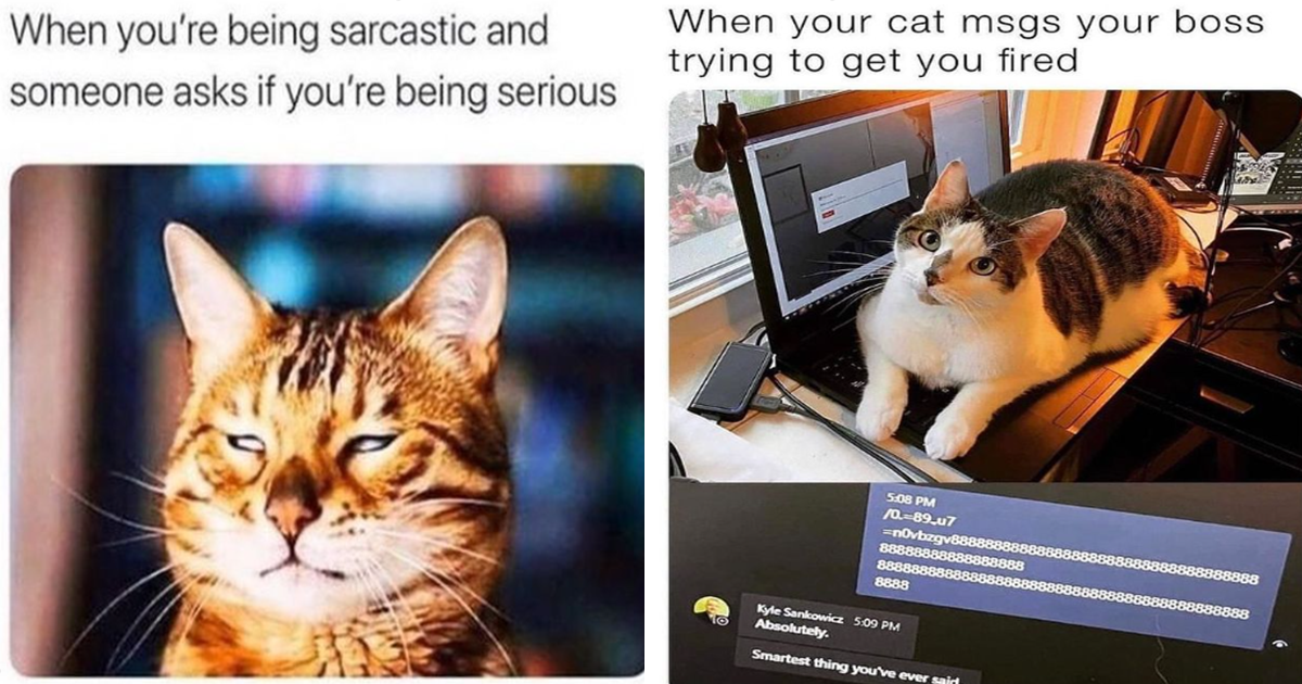 Welcome To The Caturday Soiree, Here Are The Funniest Cat Memes Of The ...