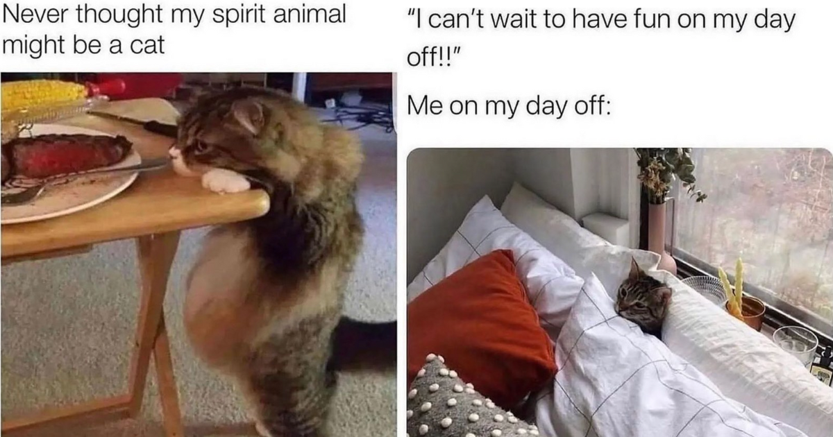 Friday Funnies: 15 Cat Memes For Anyone Whose Spirit Animal Is A Cat ...