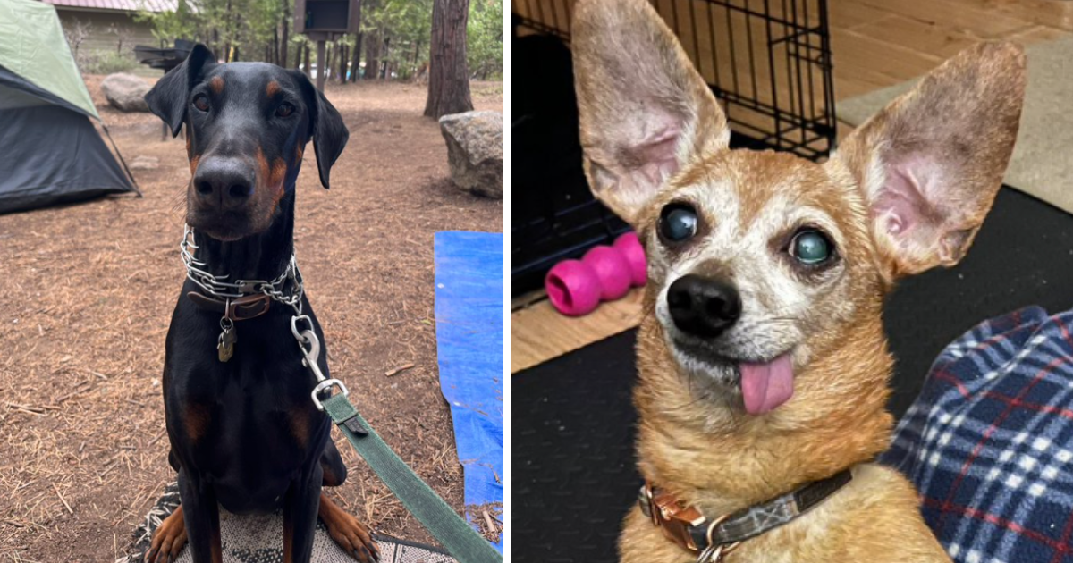 Weekly Dose Of Doggo Delight: 16 Good Boy Doggos Ready For Their ...